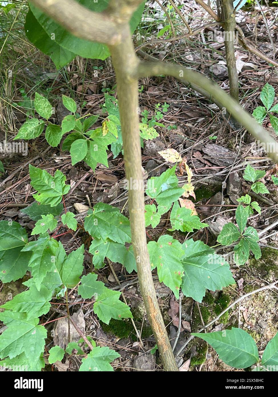 hickories (Carya), Plantae, Old Garrett Ct, White Hall, MD, US Stock ...