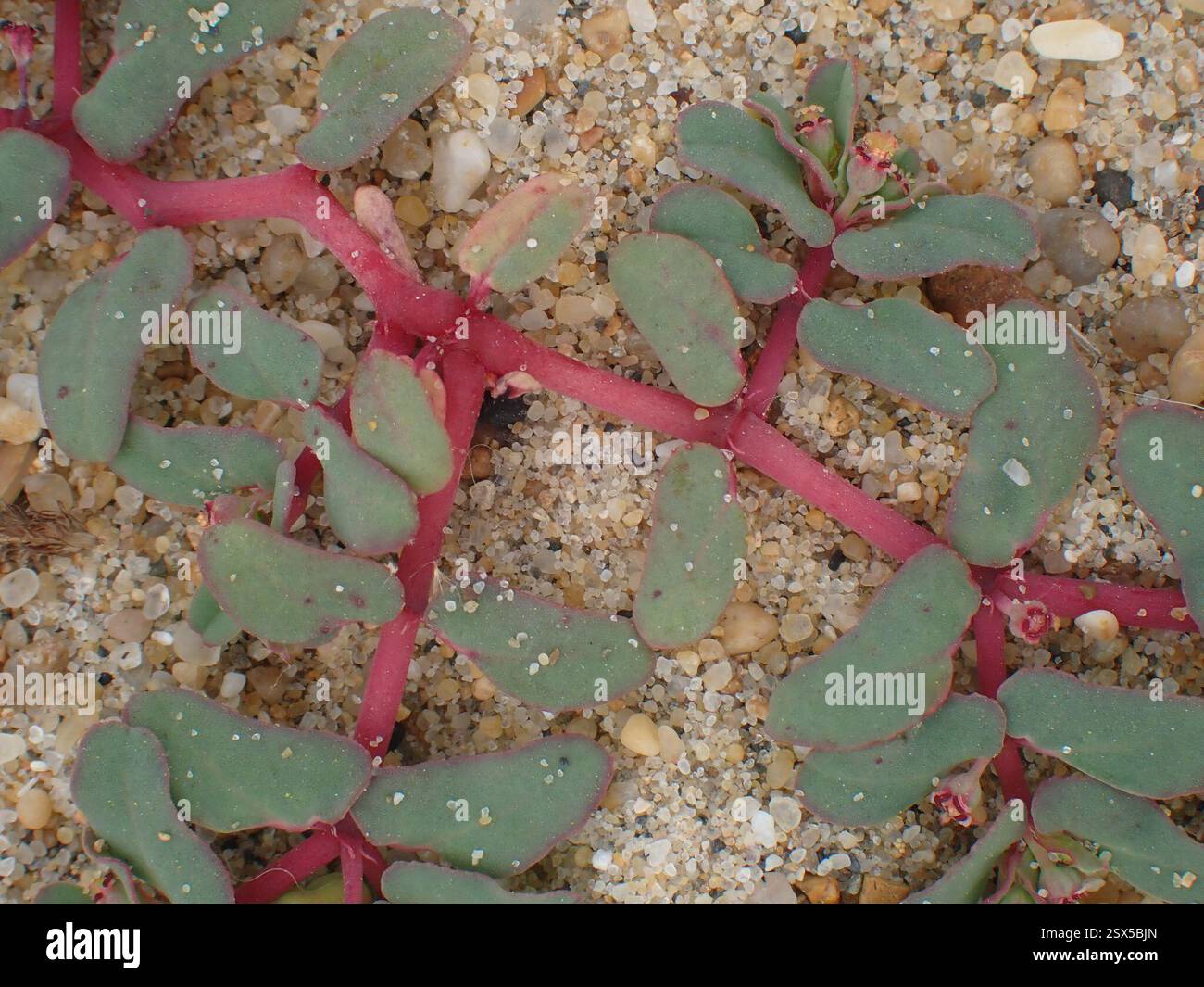 purple spurge (Euphorbia peplis), Plantae, 64600 Anglet, France, Plage ...