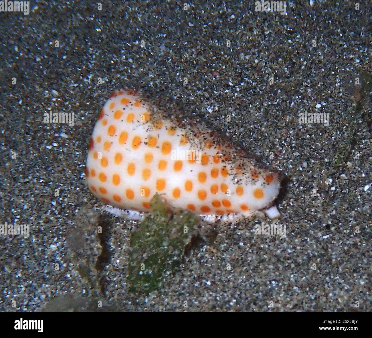 Tessellate Cone (Conus tessulatus), Mollusca, Dibab, Red Sea, EG Stock ...