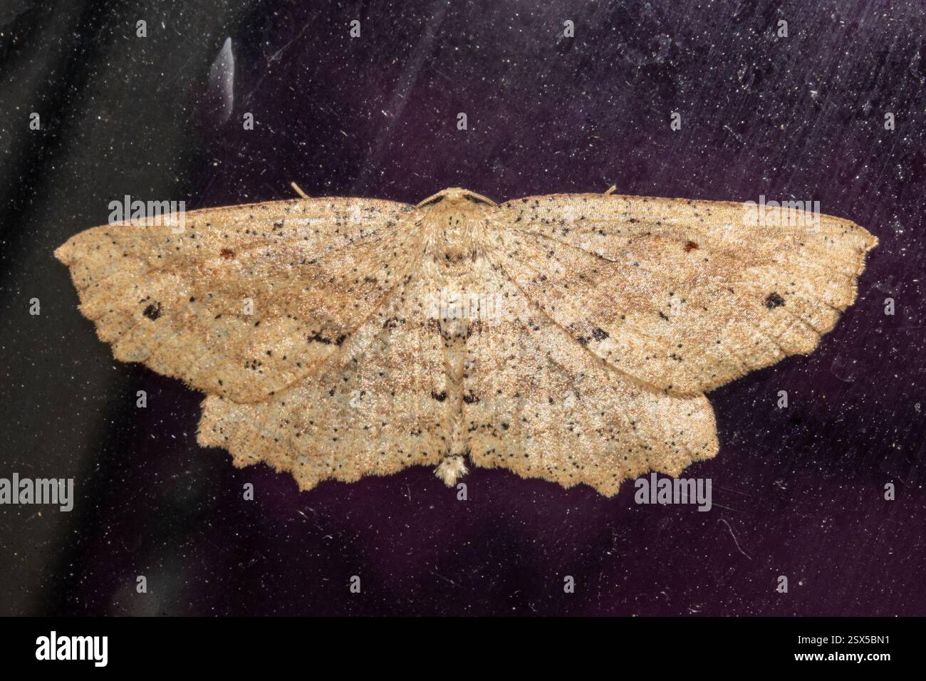 Large Hebe Looper (Xyridacma veronicae), Insecta, Broad Bay, Dunedin ...