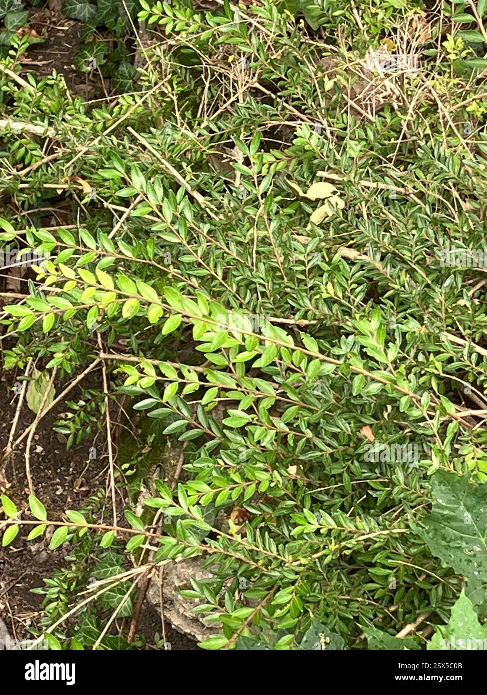 Boxleaf Honeysuckle (Lonicera ligustrina), Plantae, Eduard Hartmann ...