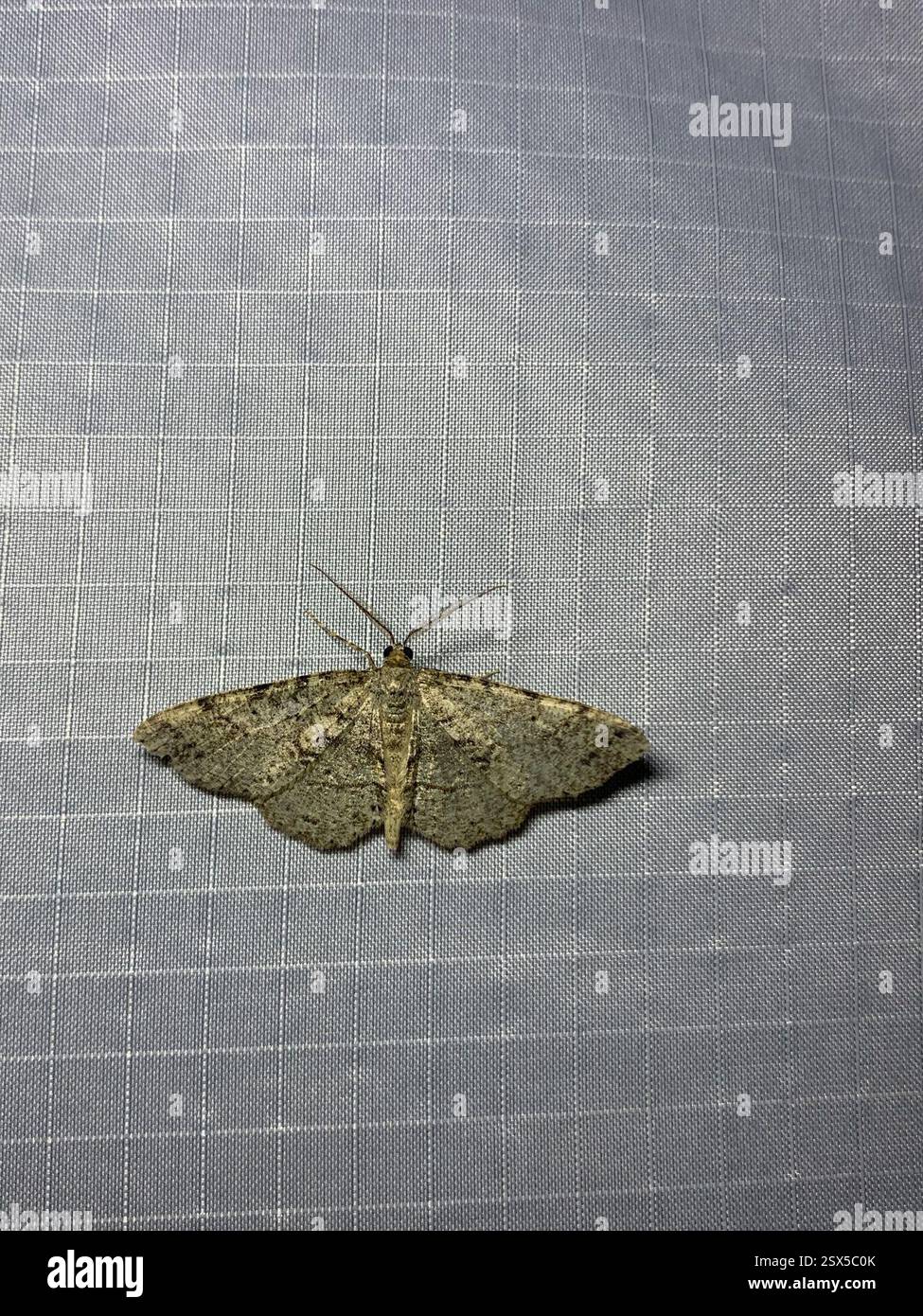 (Melanolophia), Insecta, The Arboretum State Botanical Garden of ...