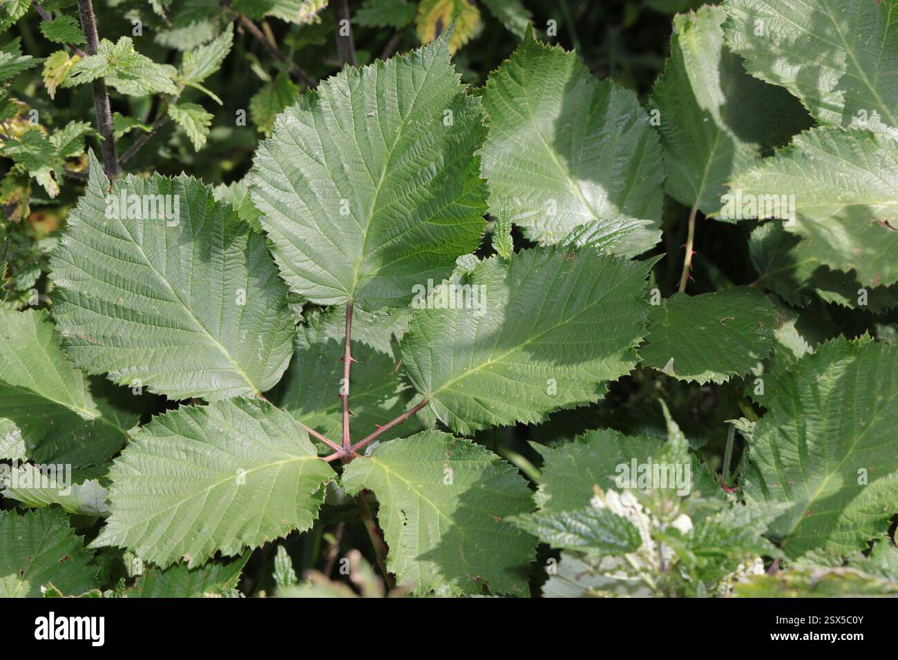 Armenian Blackberry (Rubus armeniacus), Plantae, Hale Park, High Street ...