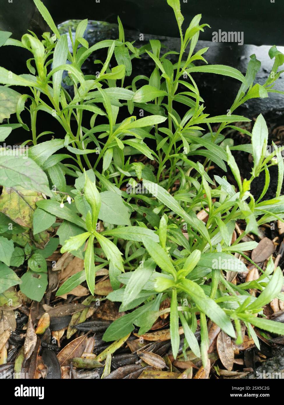 evening primrose family (Onagraceae), Plantae, District of Freedom ...