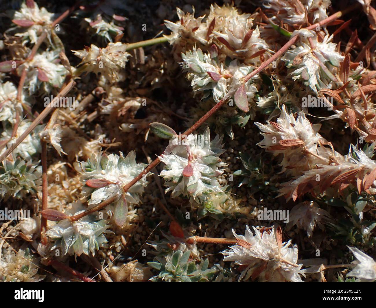 Algerian Tea (Paronychia argentea), Plantae, Argelès Plage, 66700 ...