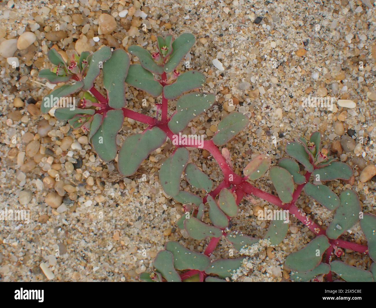 purple spurge (Euphorbia peplis), Plantae, 64600 Anglet, France, Plage ...
