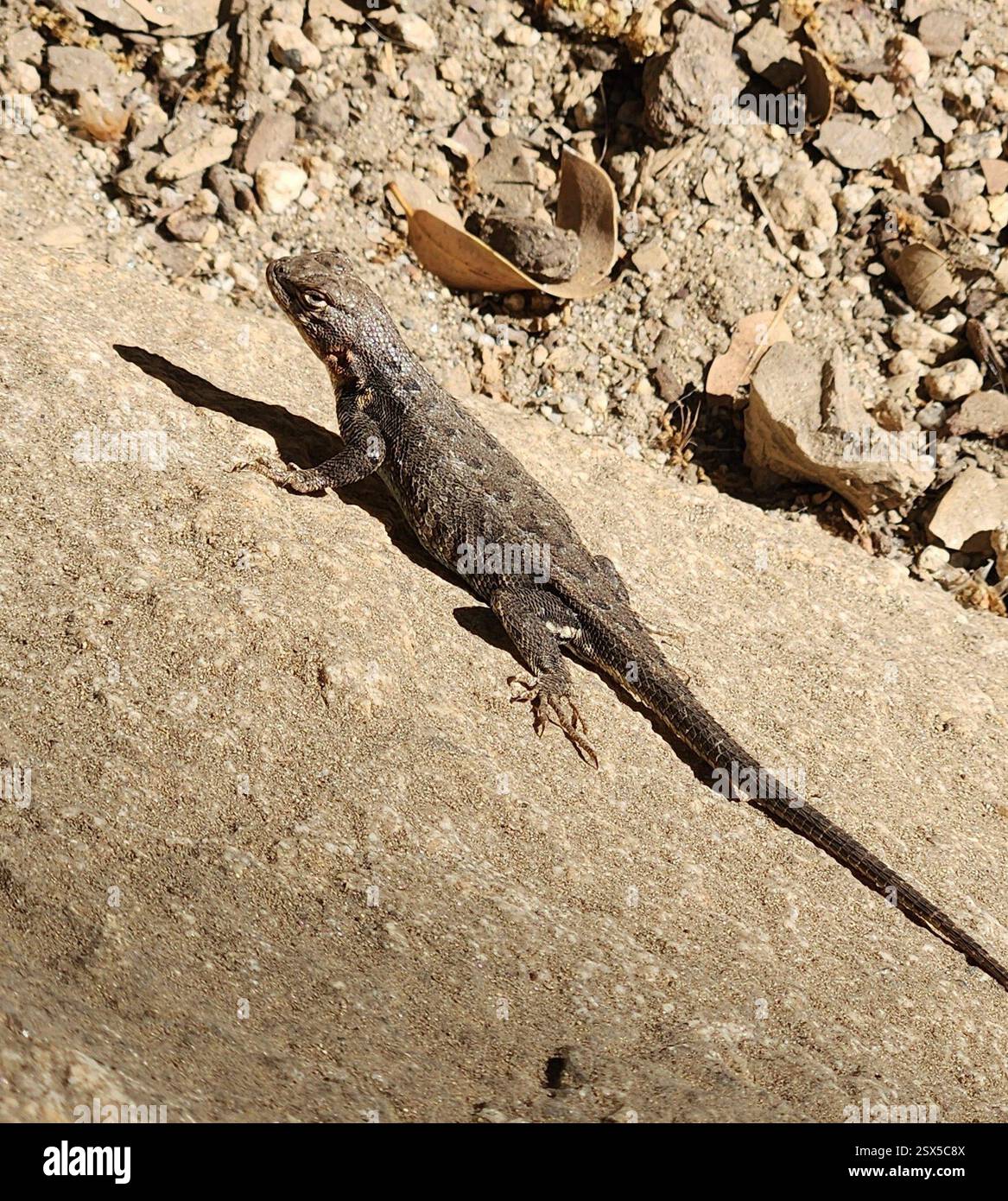 Western Fence Lizard (Sceloporus occidentalis), Reptilia, San ...