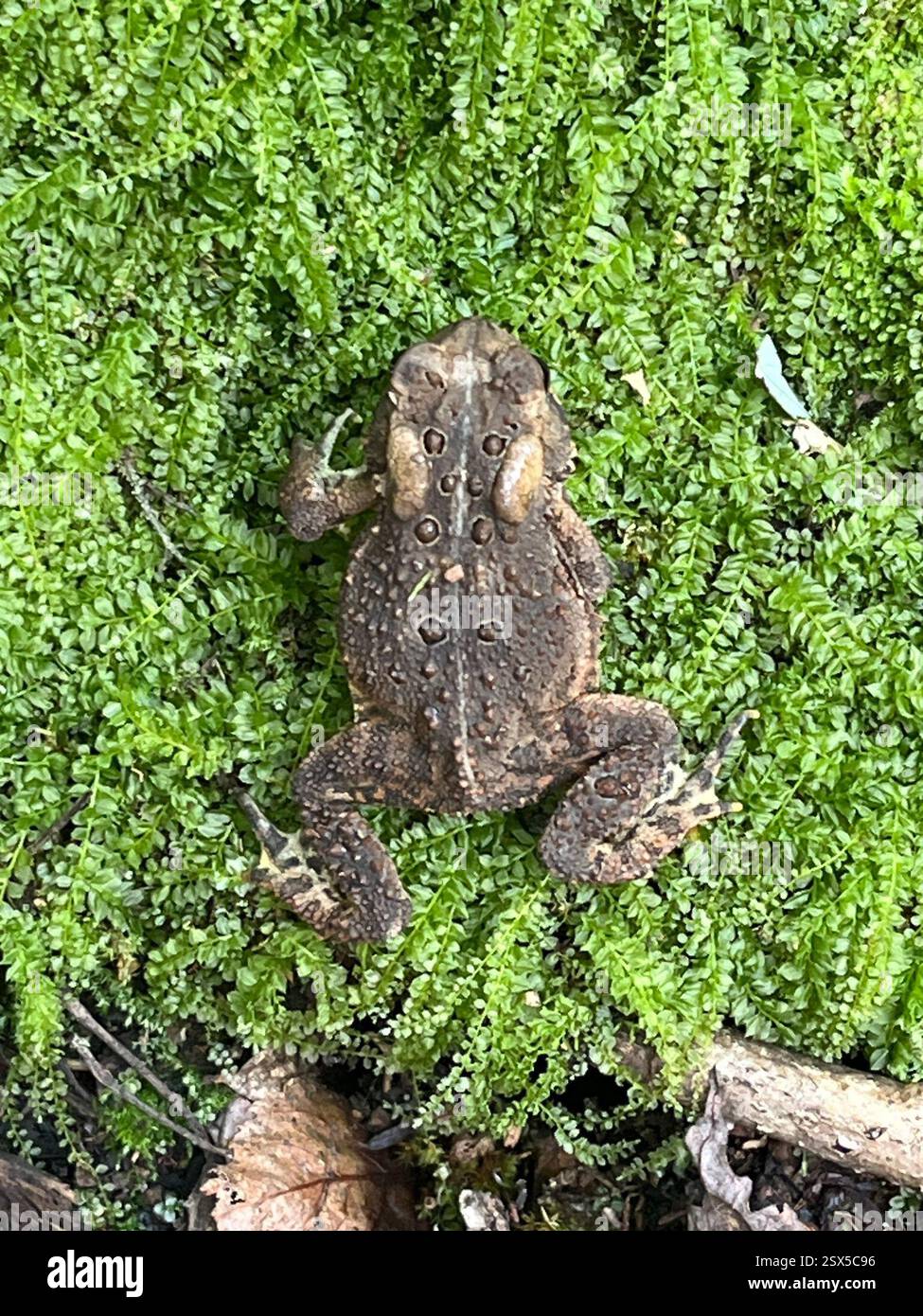 American Toad (Anaxyrus americanus), Amphibia, Hall Bridge Rd ...