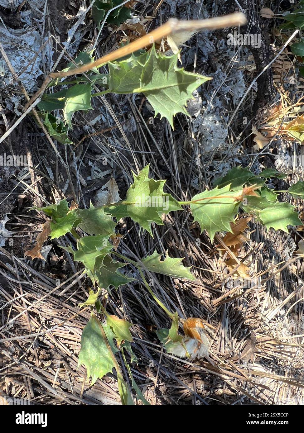 dwarf desert peony (Acourtia nana), Plantae, Big Bend National Park ...