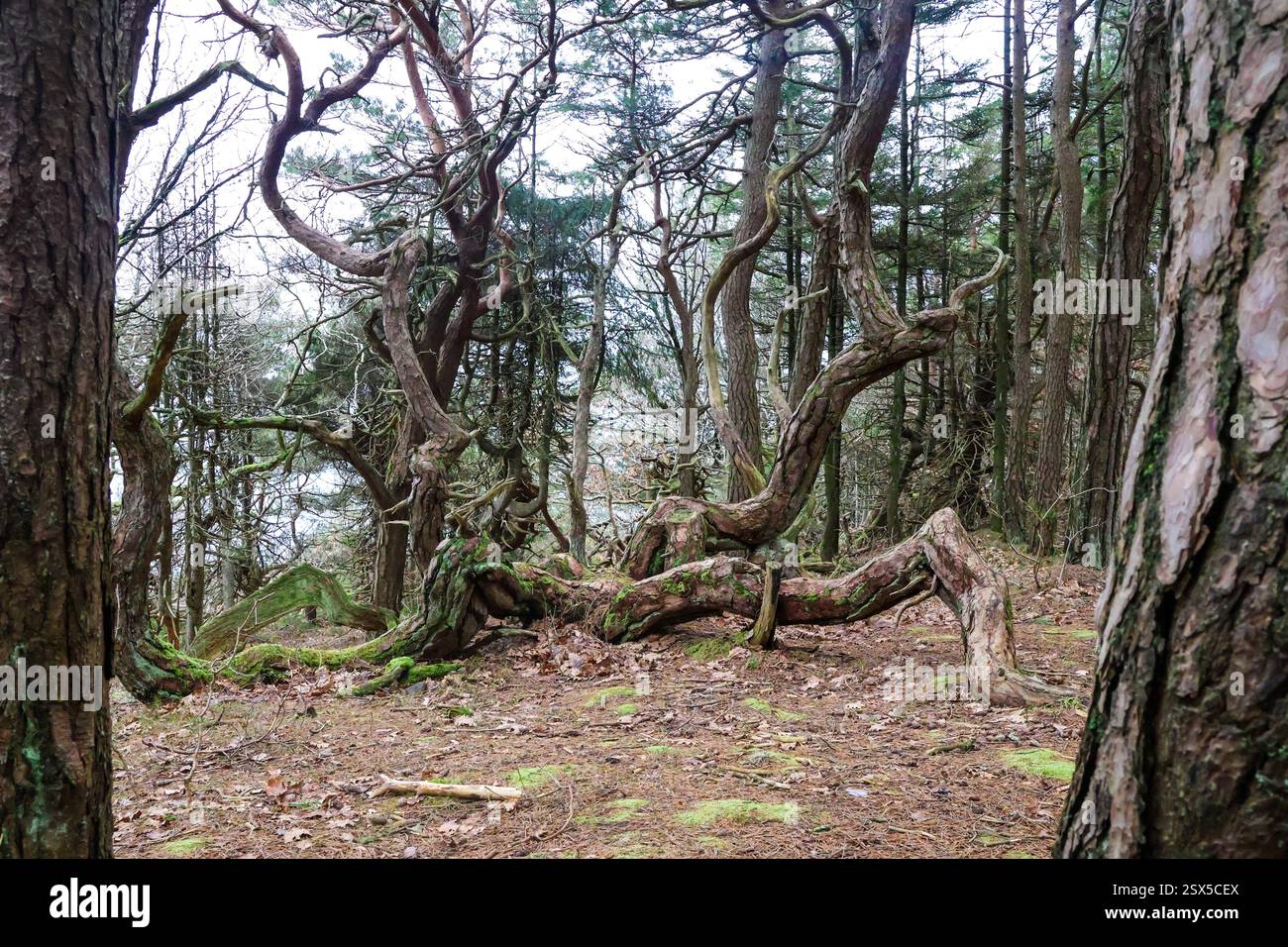 A winding path through the twisted, ancient trees of Trollskogen at ...
