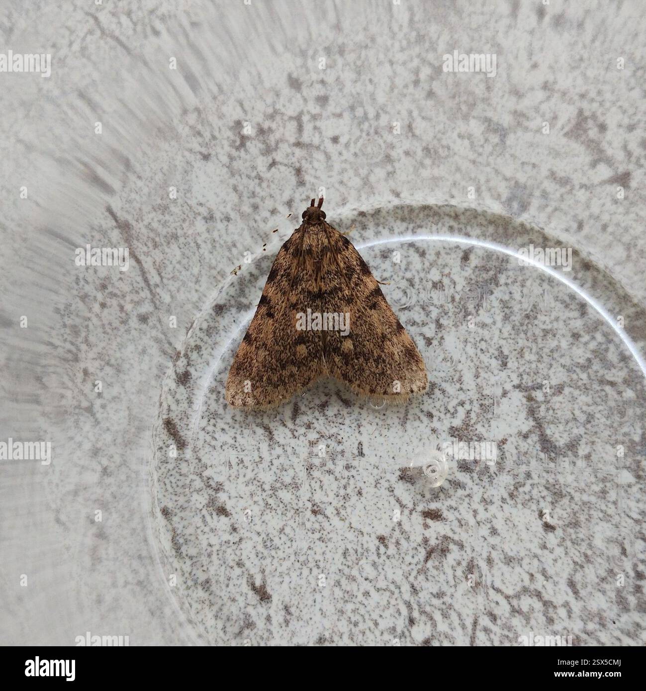 Large Tabby (Aglossa pinguinalis), Insecta, Kosanin dol, Pancharevo ...