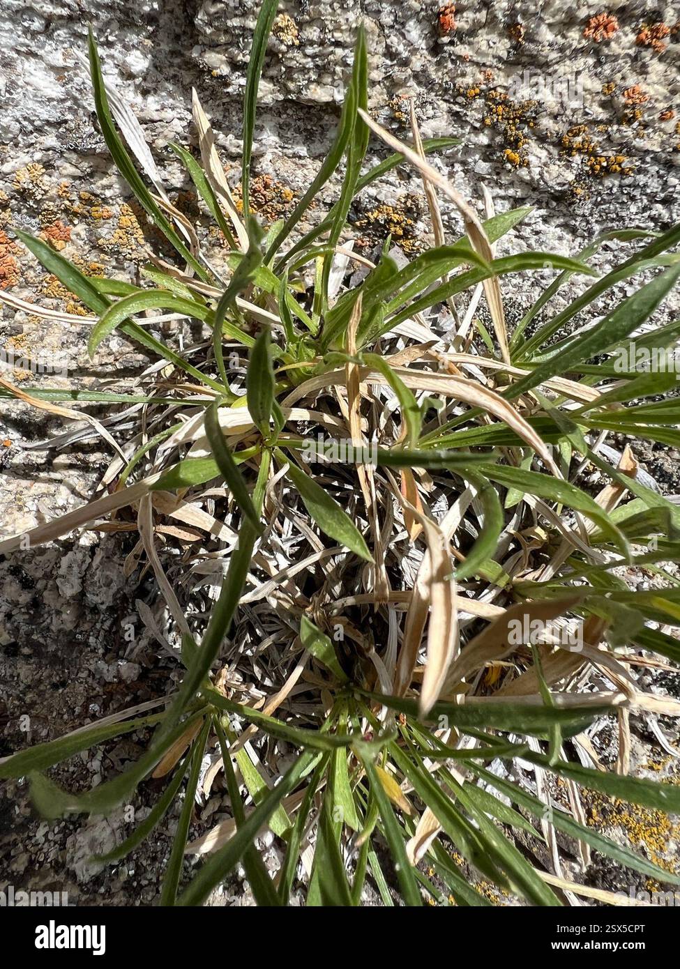 Stemless Mock Goldenweed (Stenotus acaulis), Plantae, Cassia County, ID ...