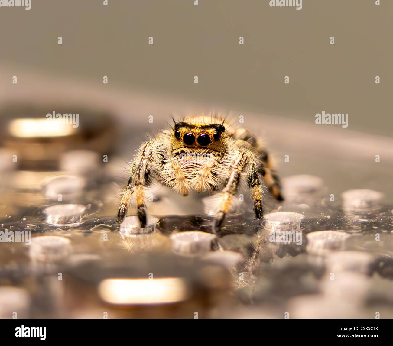 A macro of Phidippus regius, the regal jumping spider, showcasing its ...