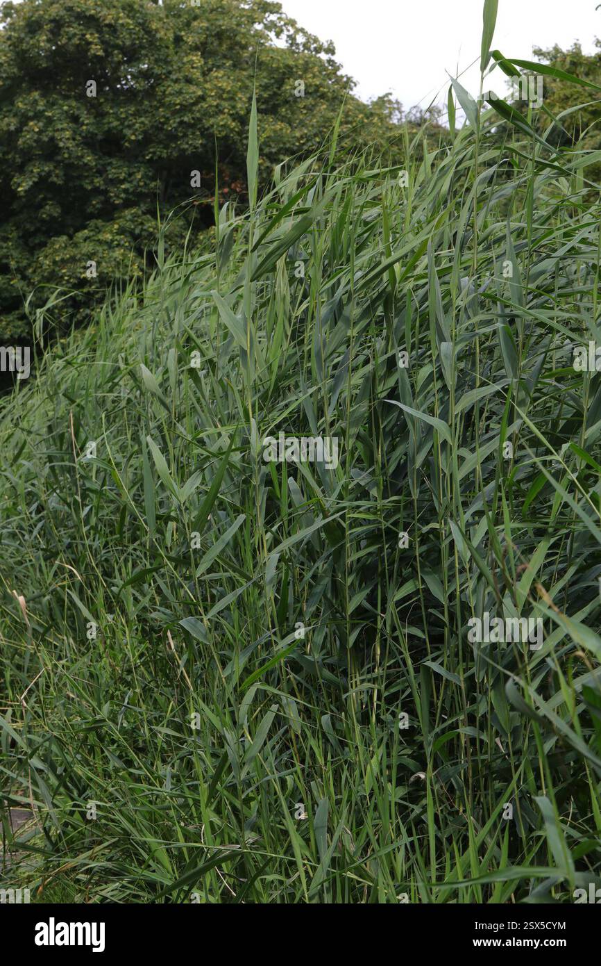 European reed (Phragmites australis australis), Plantae, Sefton Park ...
