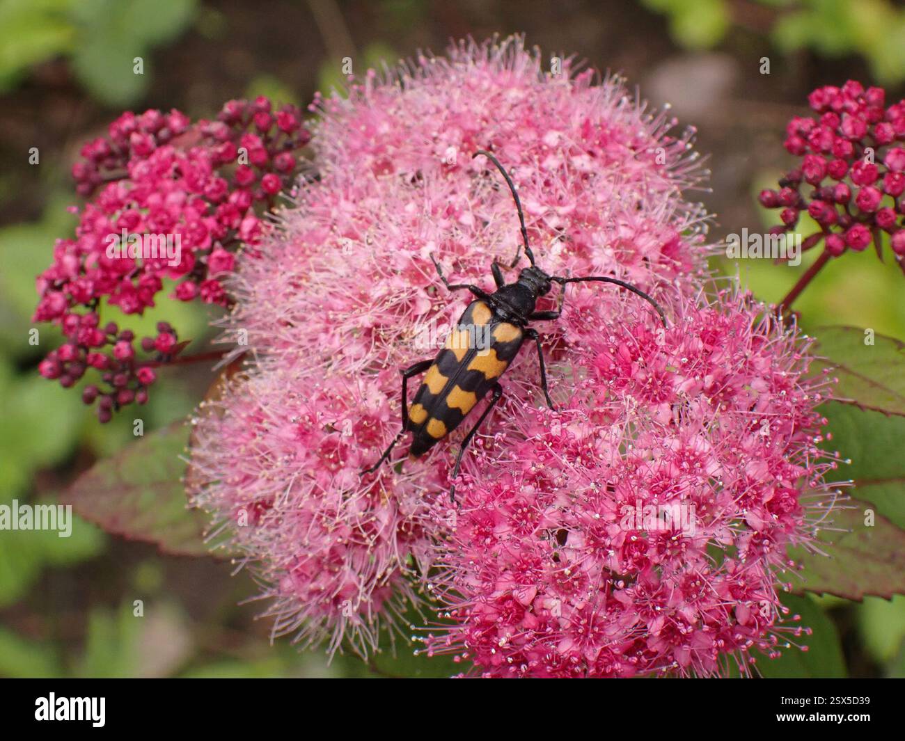 four-banded longhorn beetle (Leptura quadrifasciata), Insecta, Viljandi ...