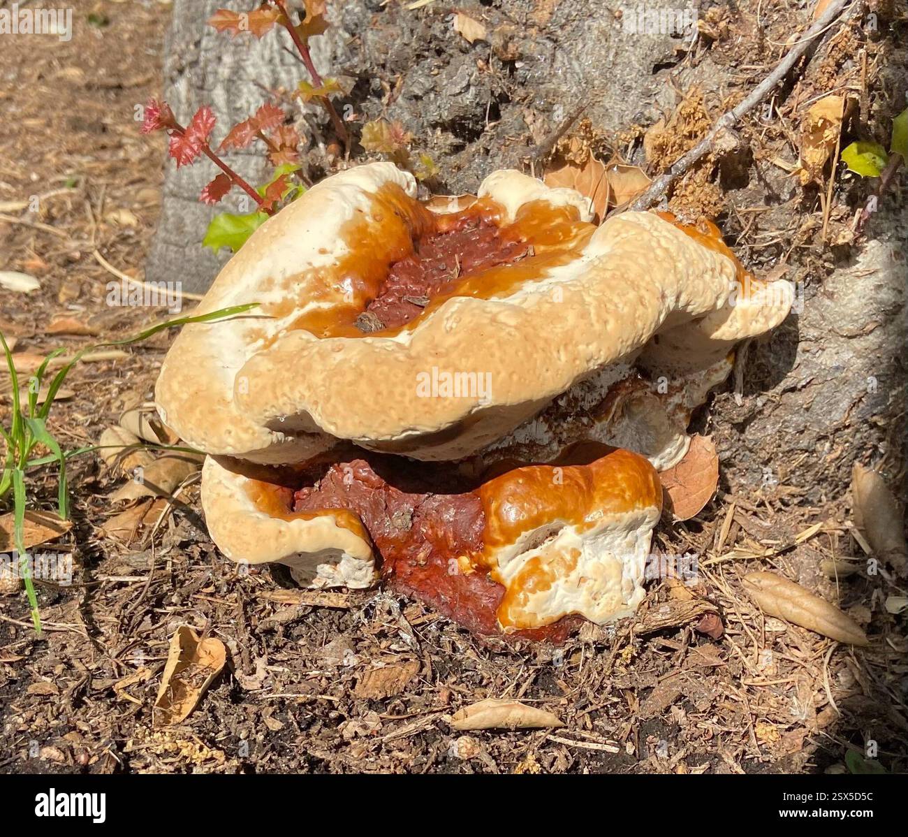 (Ganoderma polychromum), Fungi, Millennium Dr, Los Angeles, CA, US ...