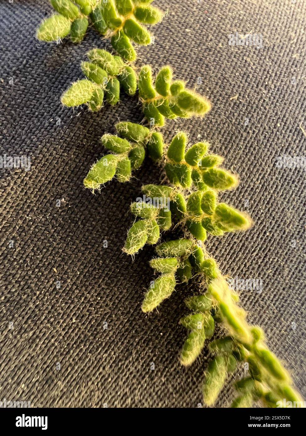 lace lip fern (Myriopteris gracillima), Plantae, Kittitas County, WA ...