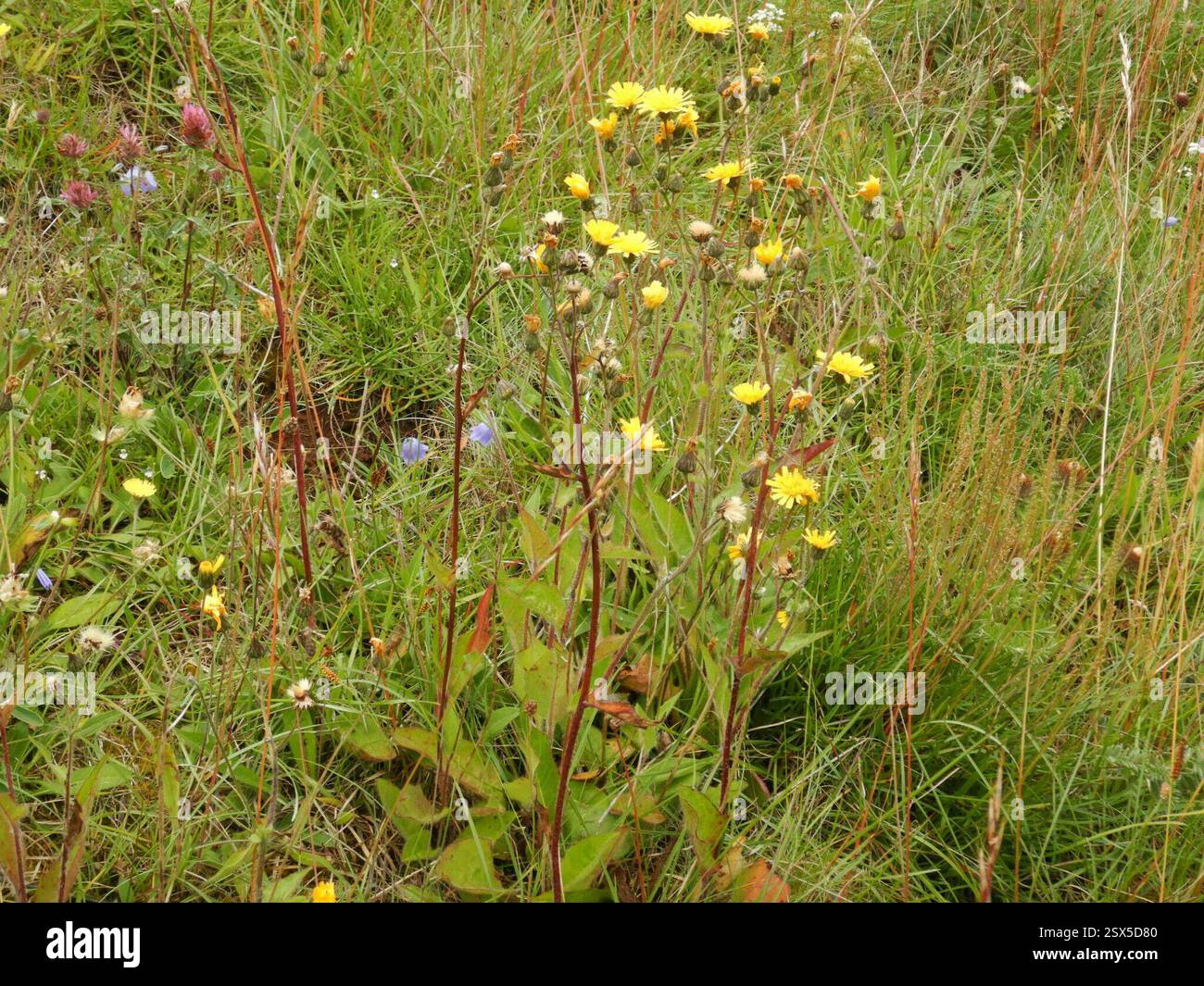 hawkweeds (Hieracium), Plantae, Angus Council, UK Stock Photo - Alamy