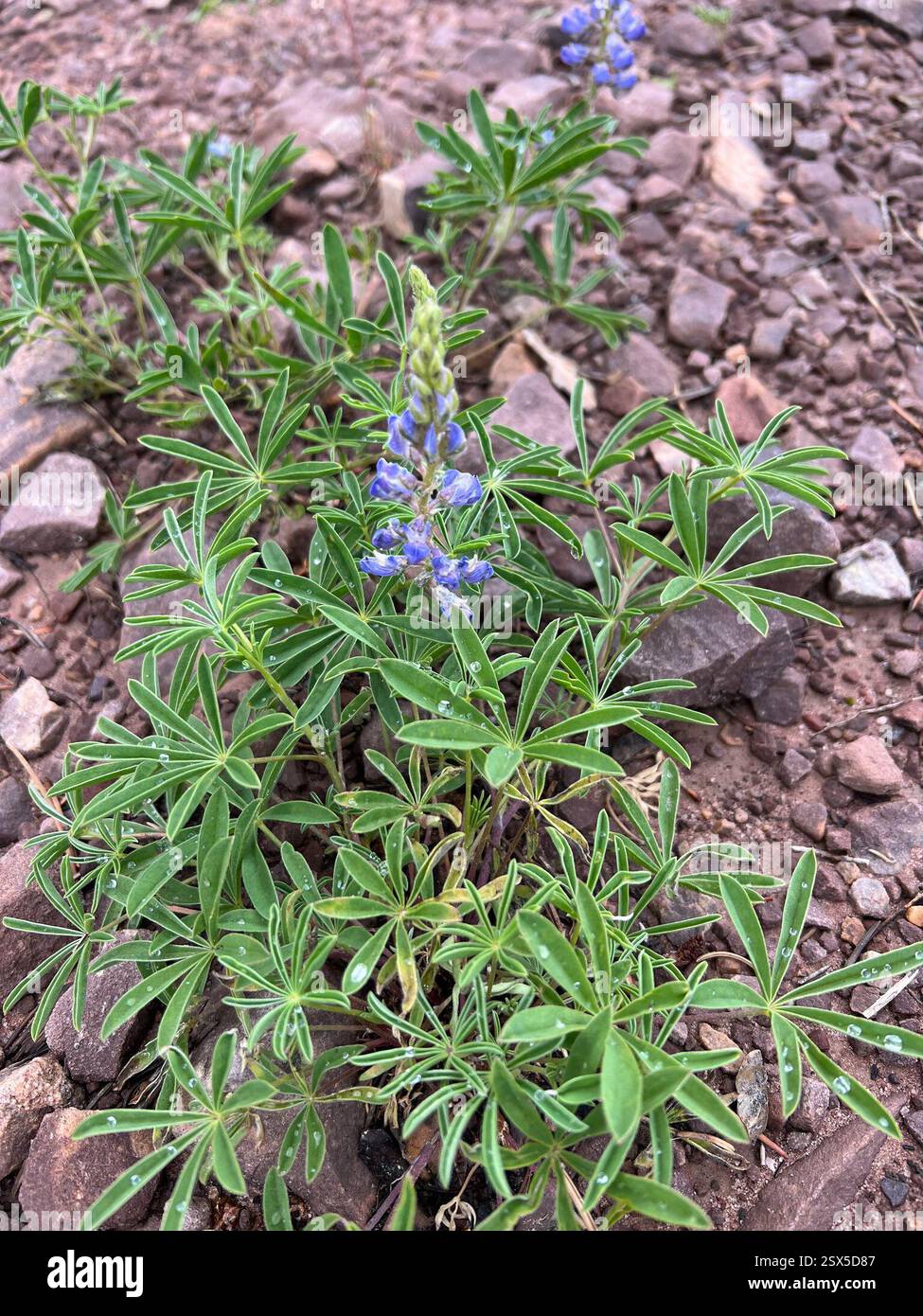 lupines (Lupinus), Plantae, Ashley National Forest, Vernal, UT, US ...
