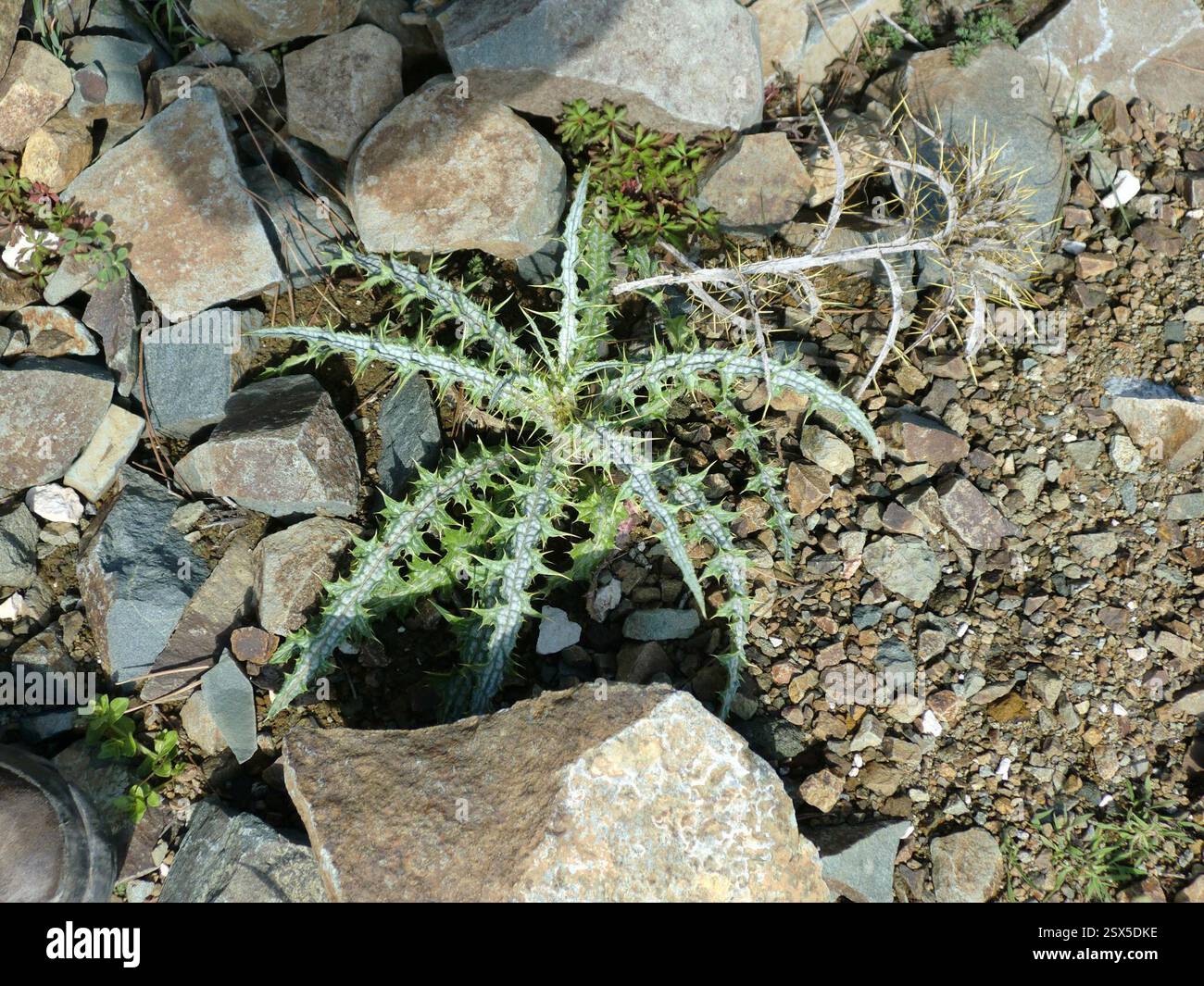 Yellow-spine Thistle (Picnomon acarna), Plantae, Neo Chorio, Cyprus ...