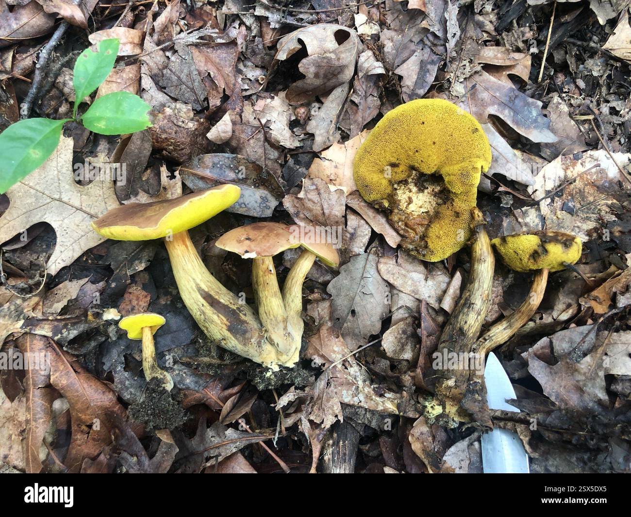 clustered brown bolete (Aureoboletus innixus), Fungi, Maryland, US ...