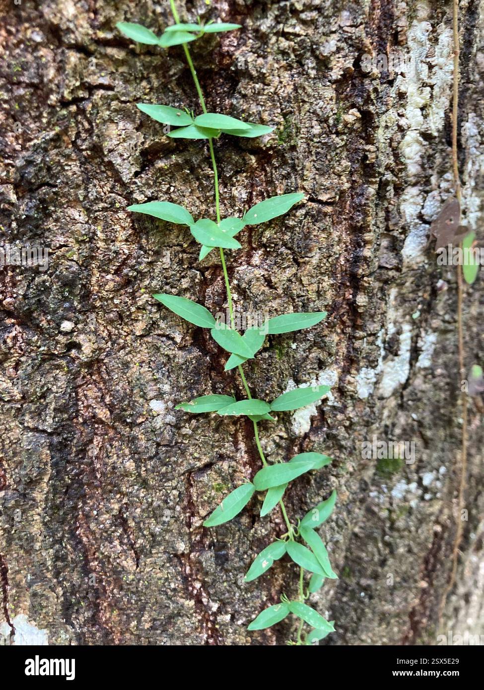 Catclaw vine (Dolichandra unguis-cati), Plantae, Cofrin Nature Park ...
