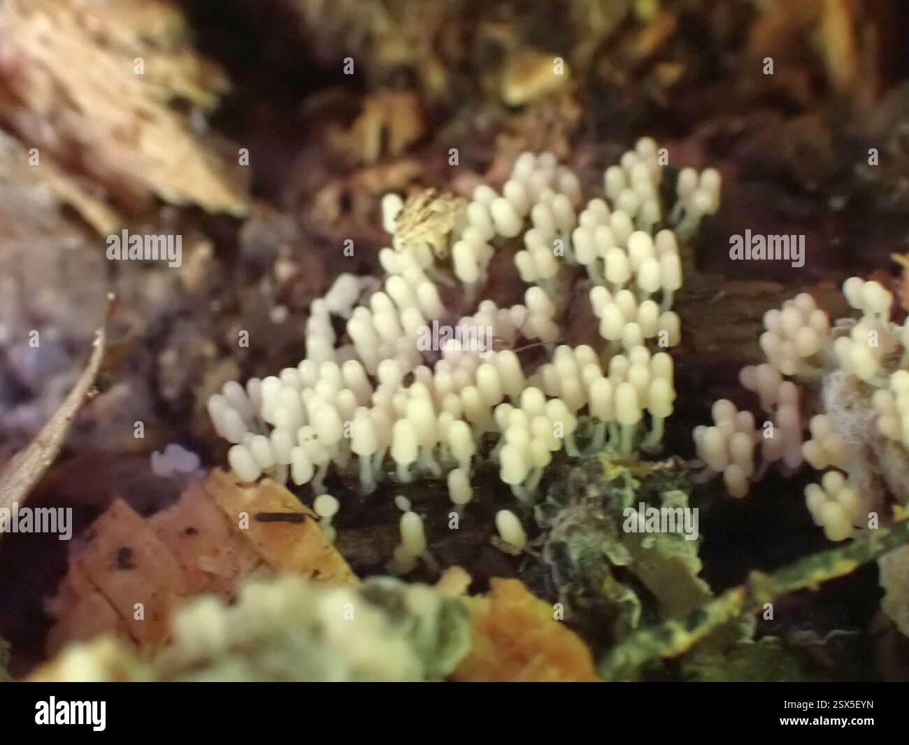 carnival candy slime mold (Arcyria denudata), Protozoa, Crawford Lake ...