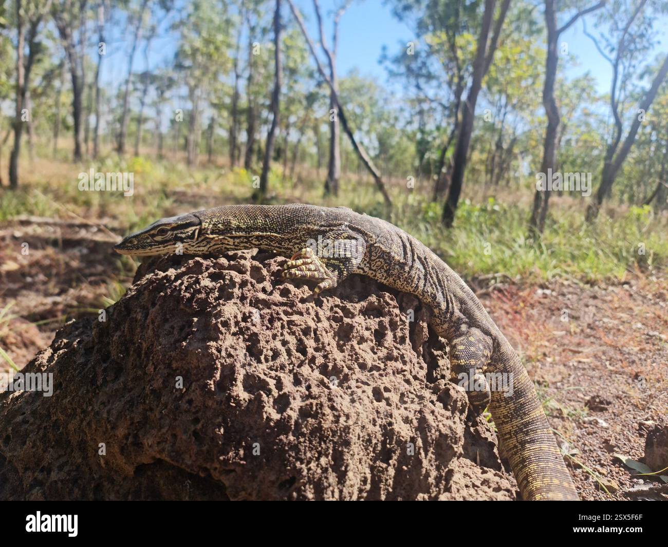 Sand Goanna (Varanus gouldii), Reptilia, Kakadu National Park Stock ...