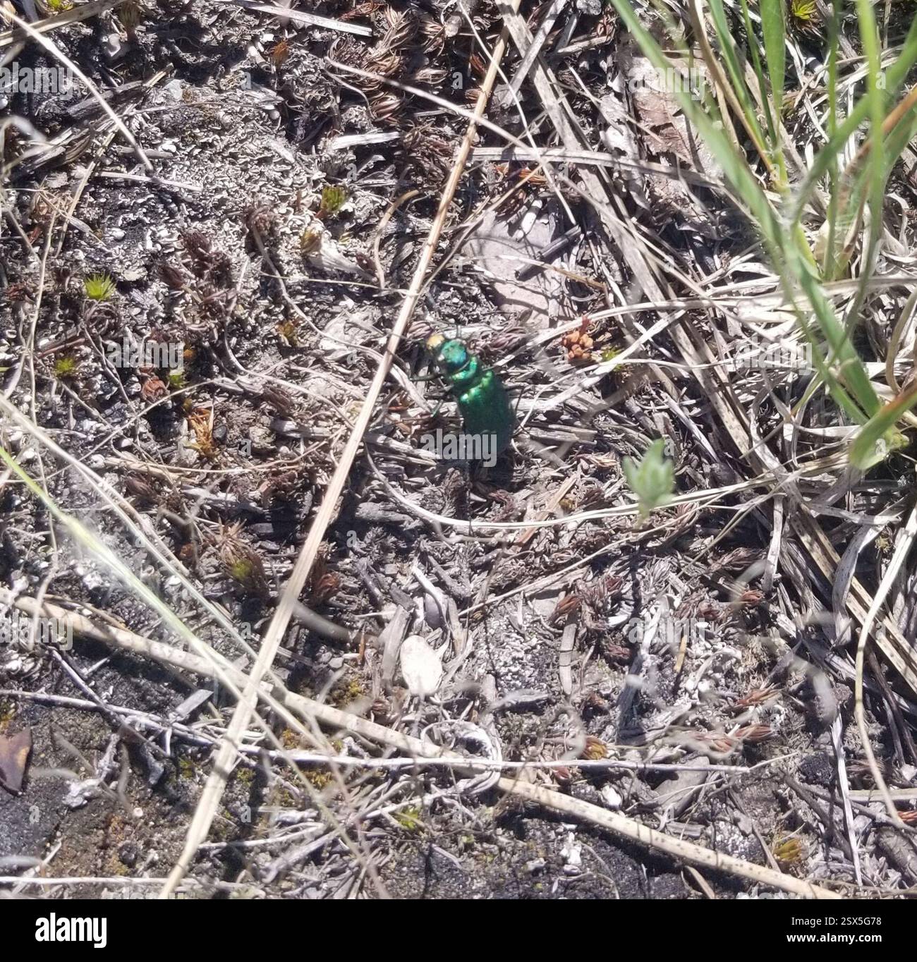 Boreal Long-lipped Tiger Beetle (Cicindela longilabris), Insecta, Upper ...