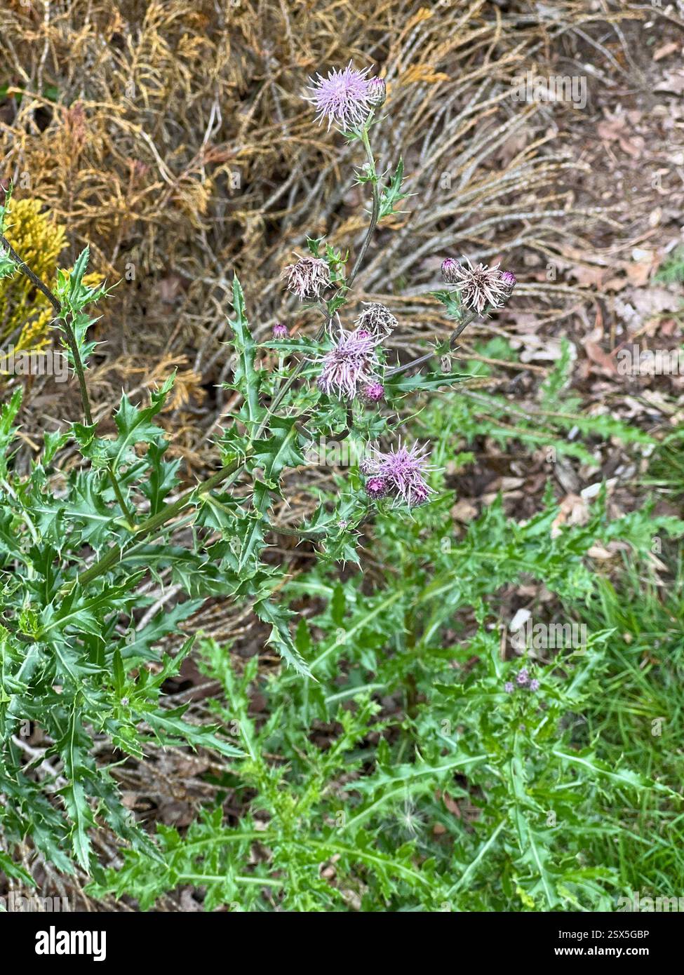 creeping thistle (Cirsium arvense), Plantae, Norfolk, England, GB Stock ...