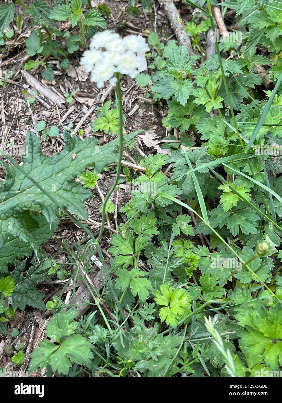 Pignut (Conopodium majus), Plantae, Thundersley, Benfleet, England, GB ...