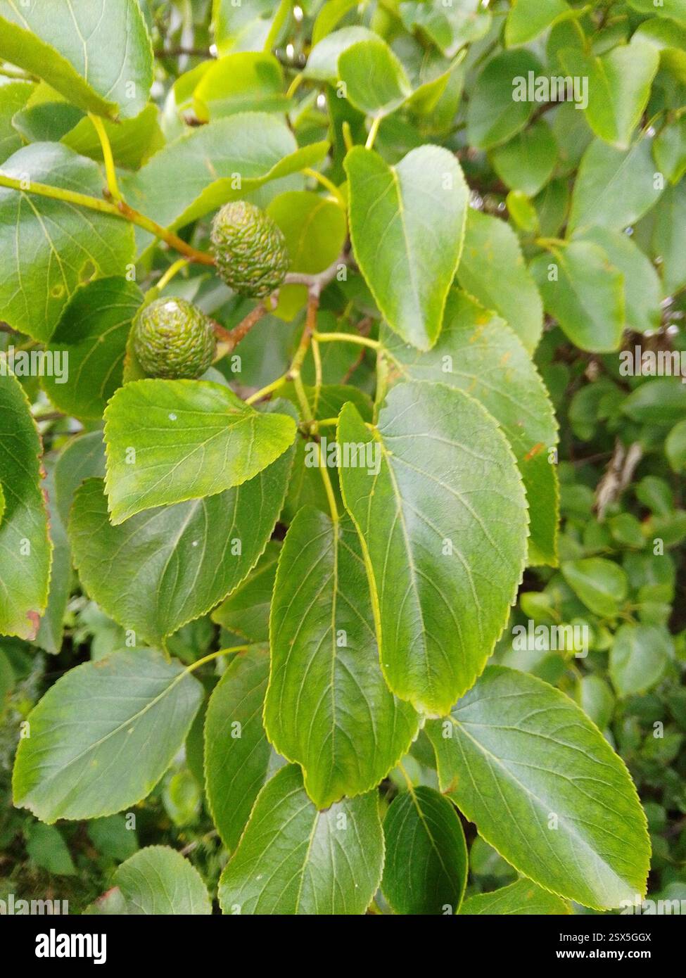 Italian alder (Alnus cordata), Plantae, Leith, Edinburgh EH6 7DR, UK ...