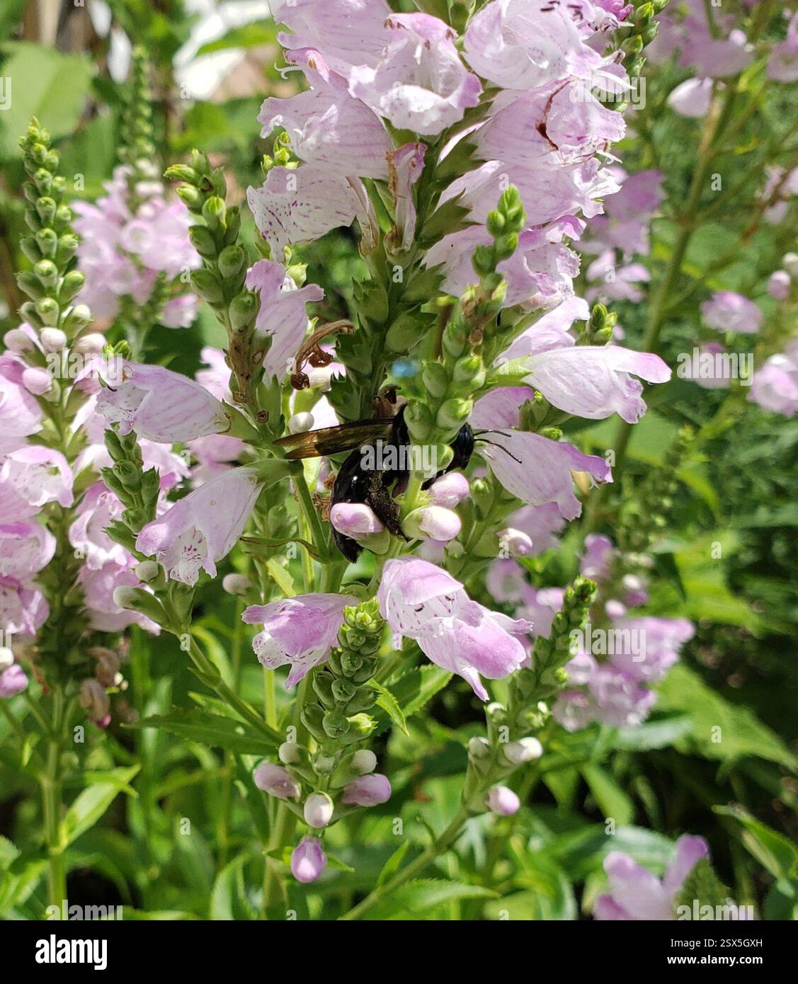 Eastern Carpenter Bee (Xylocopa virginica), Insecta, Gainesville, VA ...