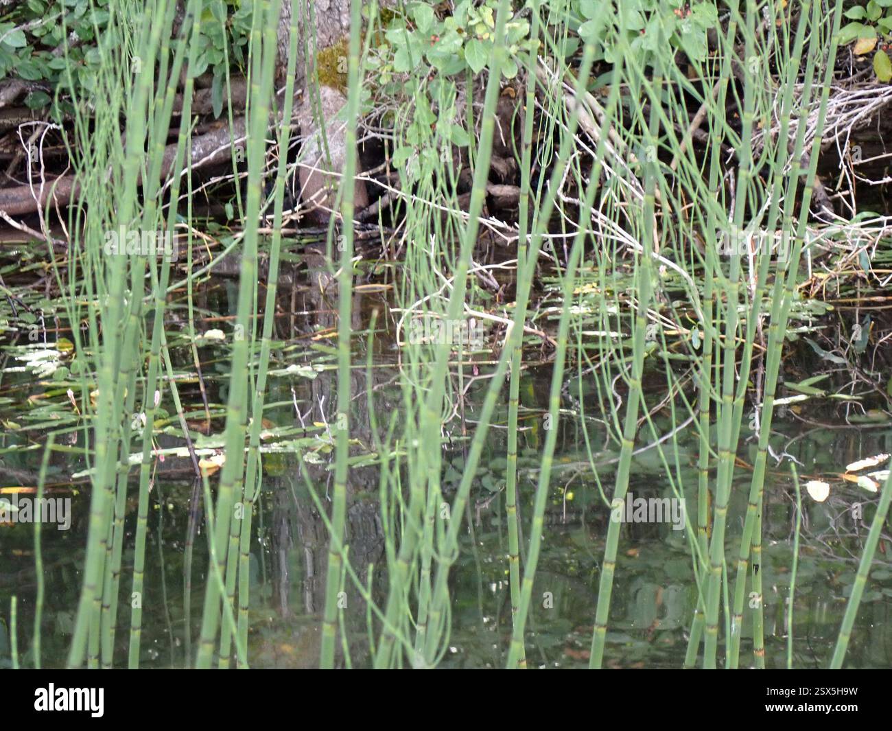 water horsetail (Equisetum fluviatile), Plantae, Hummuli, EE-VG, EE ...