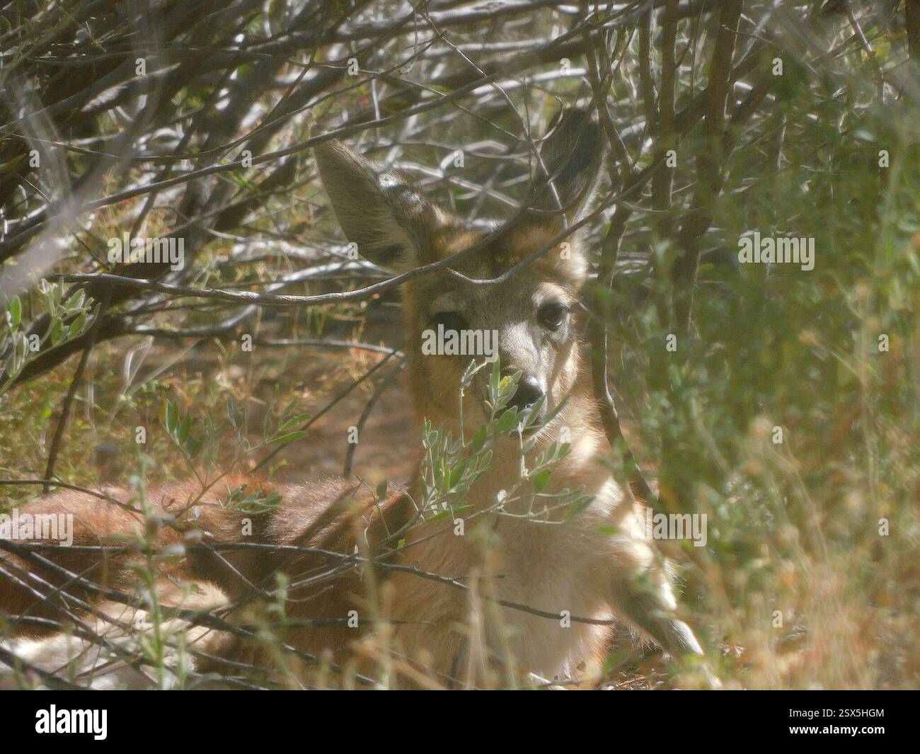 Common Wallaroo (Osphranter robustus), Mammalia, Alice Springs NT, Australia, From the eBird ...