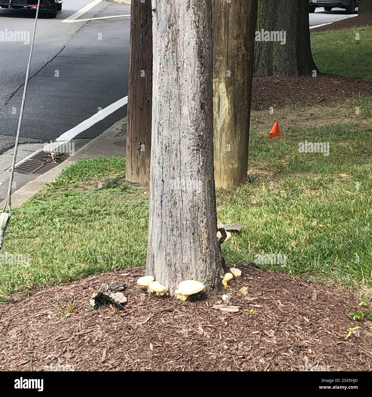 (Ganoderma sessile), Fungi, Maryland, US, At base of dead roadside tree ...
