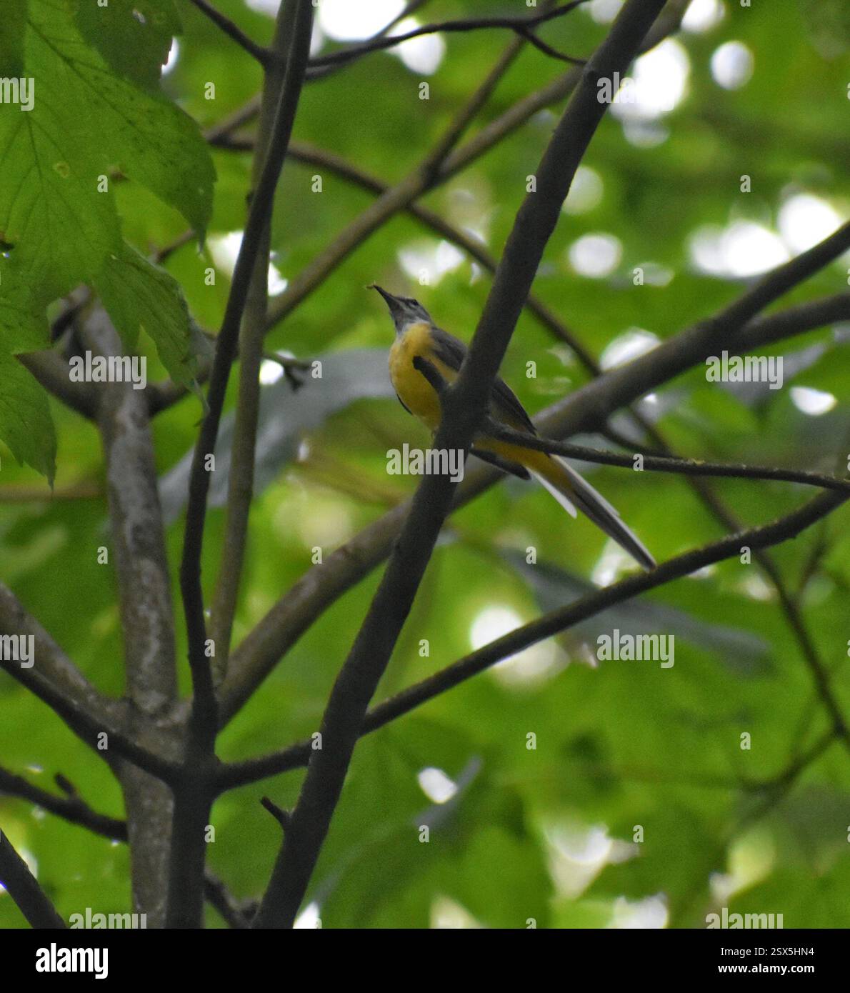 Grey Wagtail (Motacilla cinerea), Aves, Breary Marsh Stock Photo - Alamy