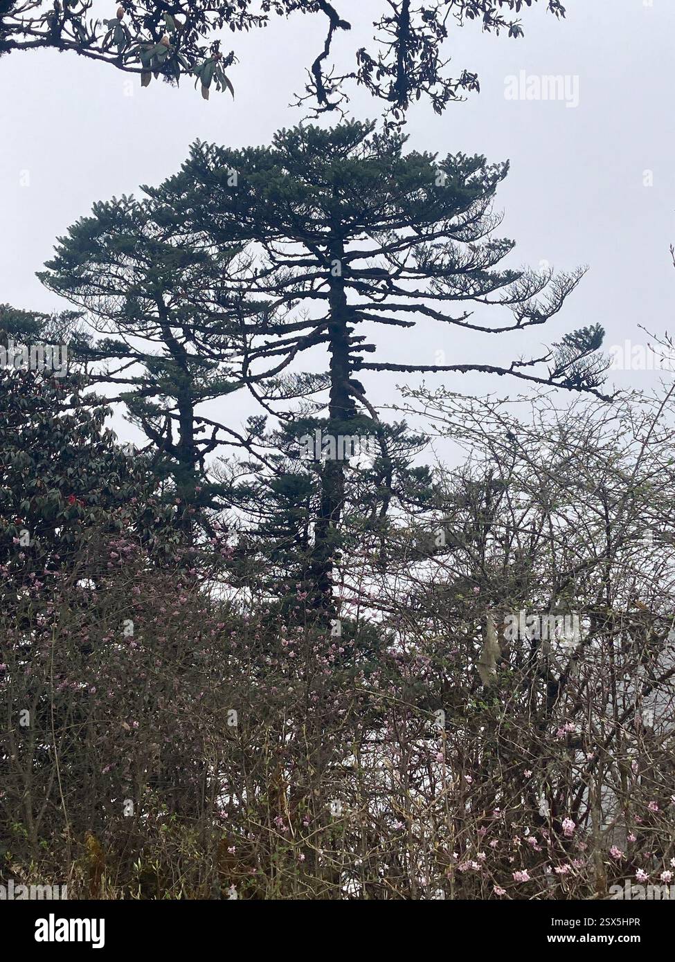 Sikkim fir (Abies densa), Plantae, Mechi, NP, 3000m Stock Photo - Alamy