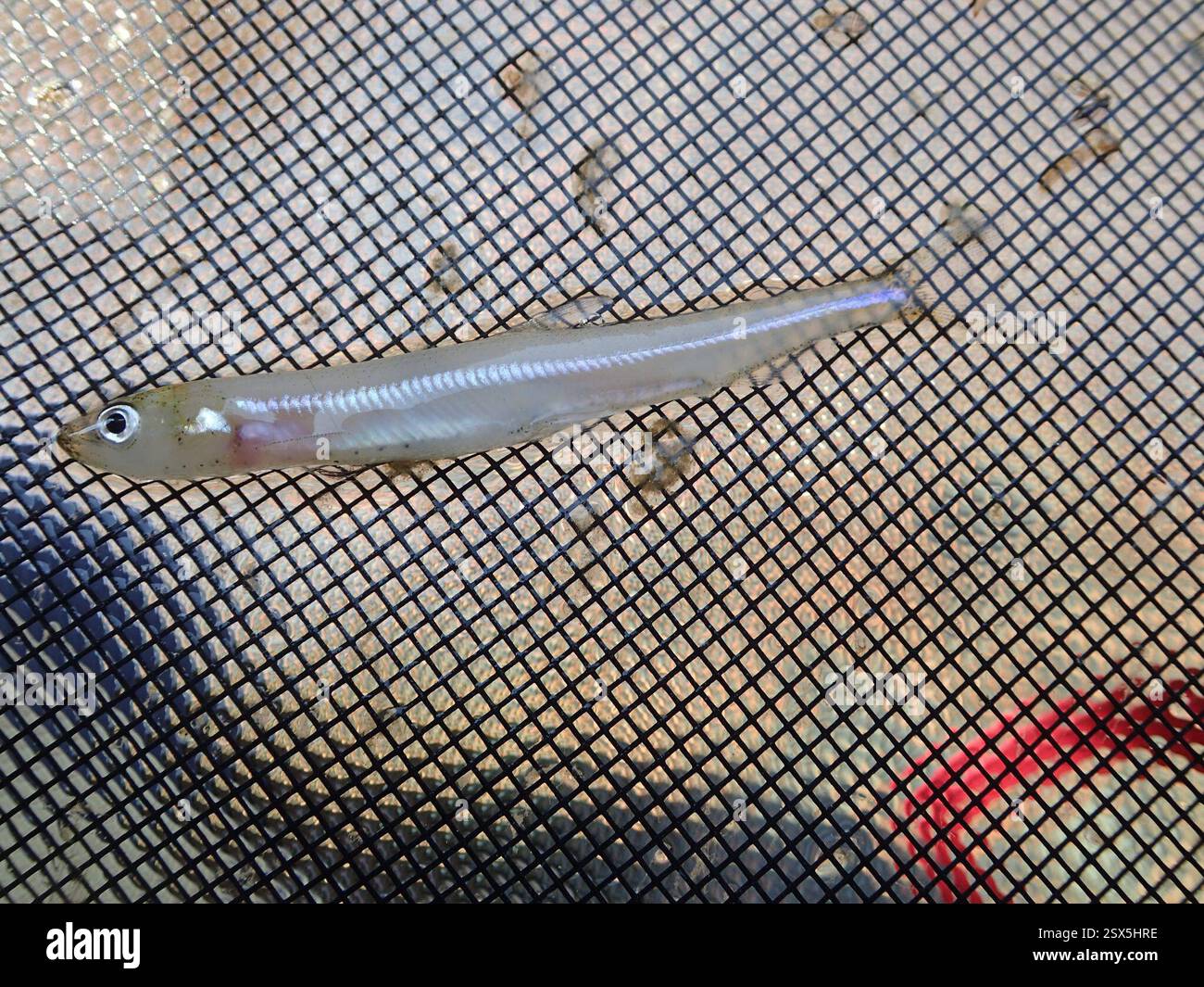 Rainbow Smelt (Osmerus mordax), Actinopterygii, Little Pigeon Bay ...