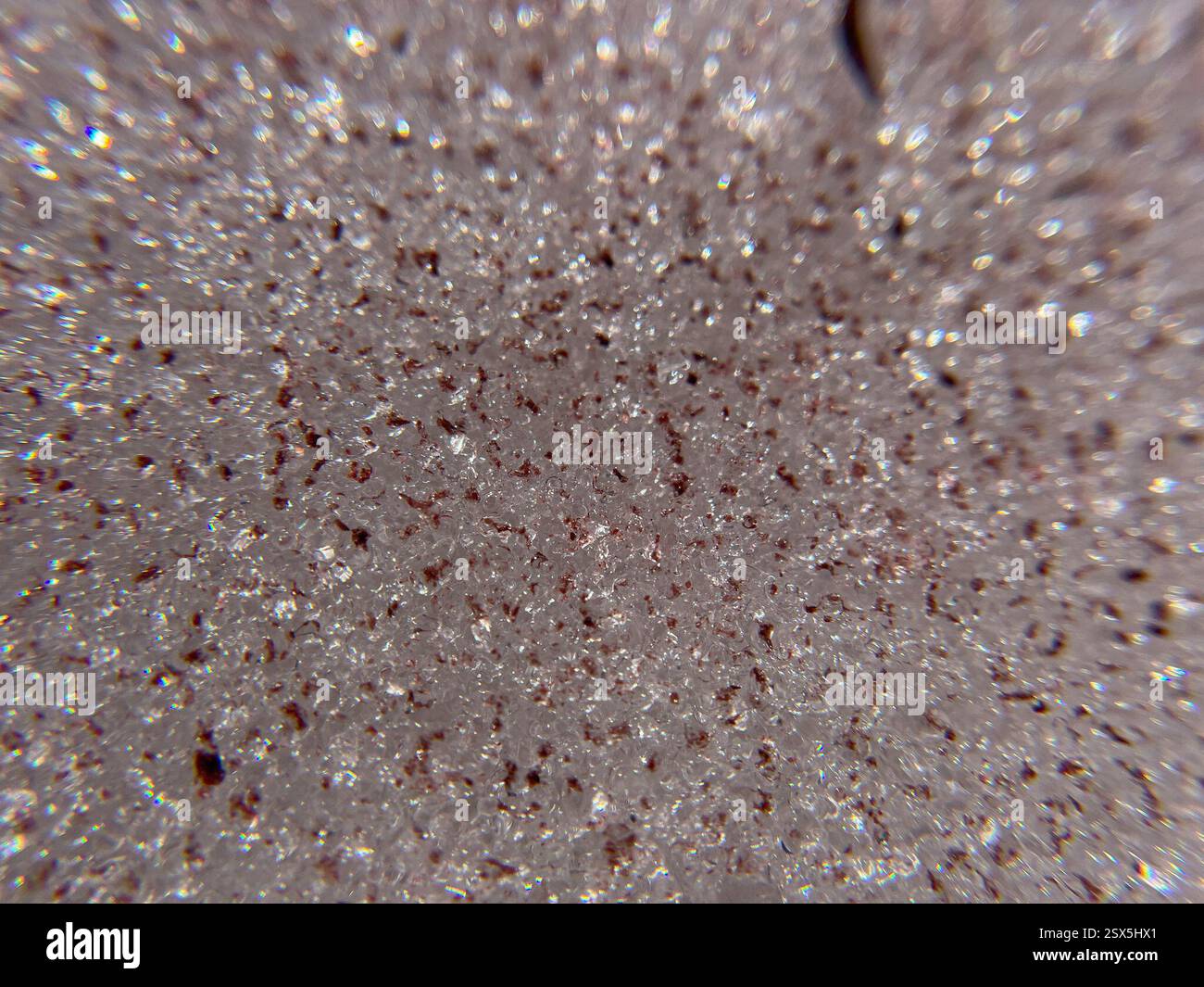 watermelon snow (Chlamydomonas nivalis), Plantae, Klamath County, OR ...
