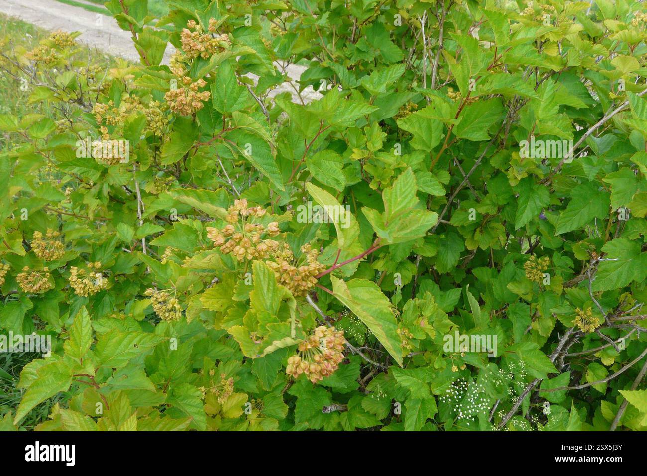 common ninebark (Physocarpus opulifolius), Plantae, Лунинский р-н ...