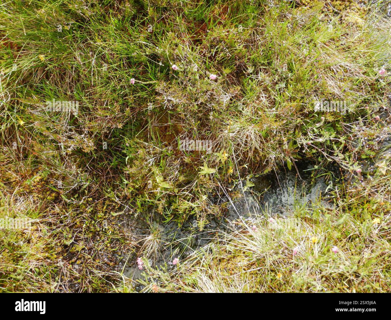 Common Butterwort (Pinguicula vulgaris), Plantae, Angus Council, UK ...
