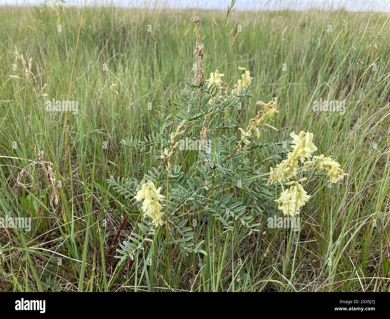 Racemose Milkvetch (Astragalus racemosus), Plantae, Hammond, MT, US ...