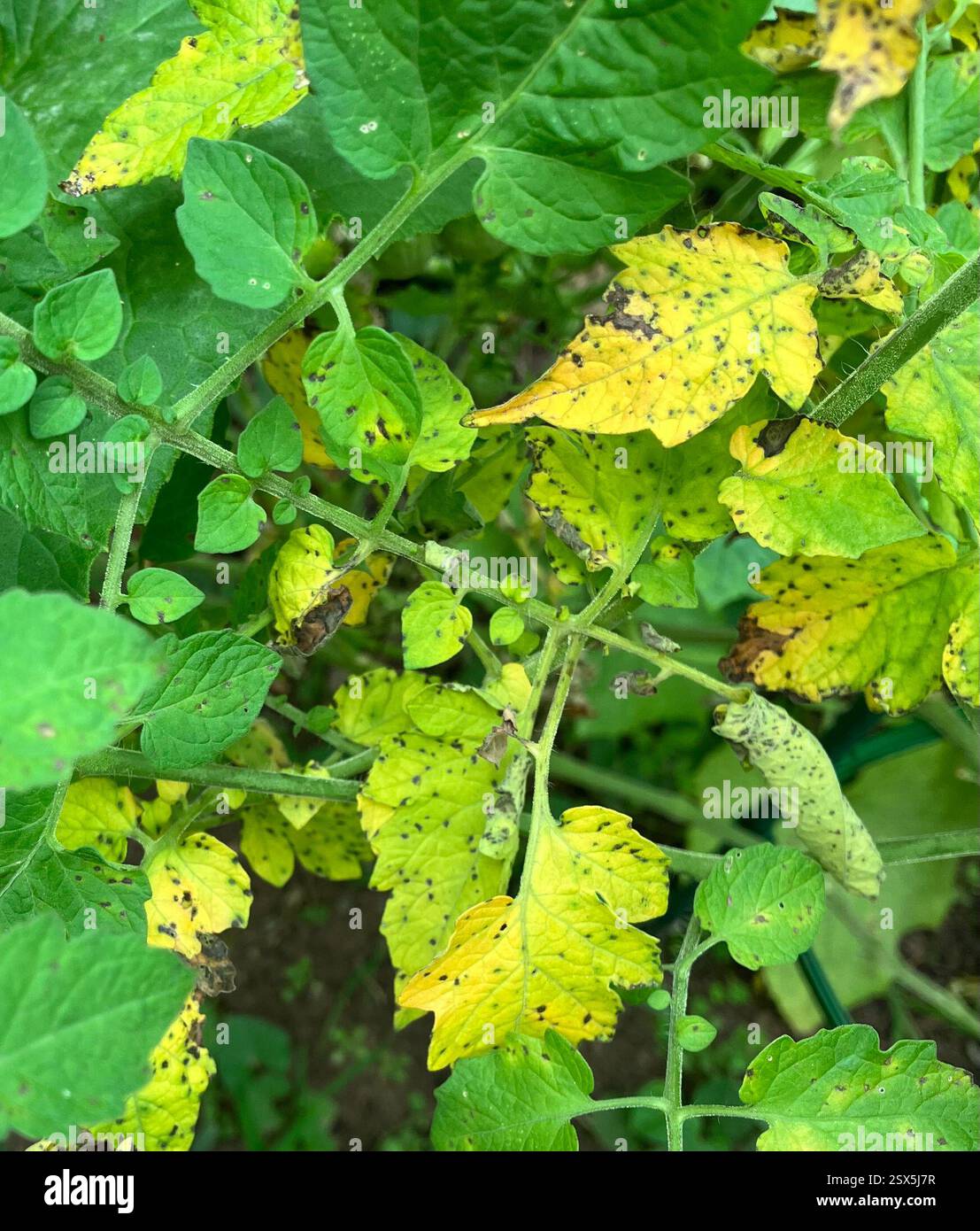 Septoria Leaf Spot of Tomato (Septoria lycopersici), Fungi, Bertonley Ave, Charlotte, NC, US ...