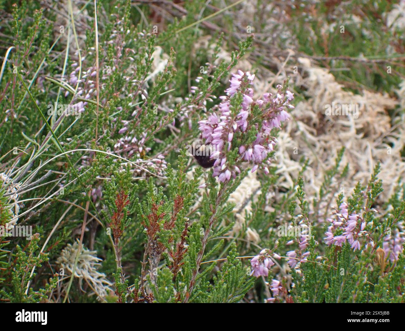 Broken-belted Bumble Bee (Bombus soroeensis), Insecta, Lilli, 69002 ...