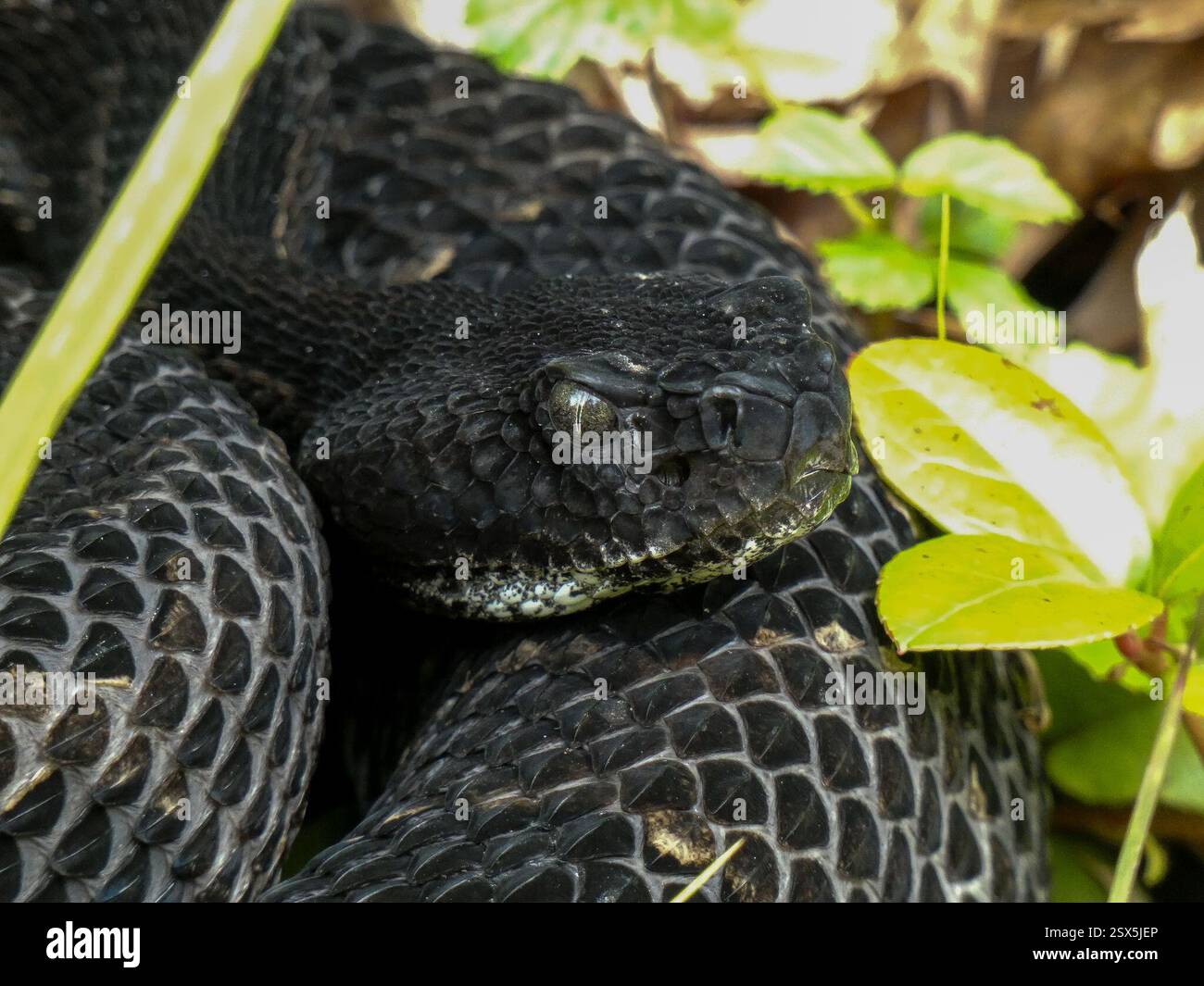 Timber Rattlesnake (Crotalus horridus), Reptilia, Pennsylvania, US Stock Photo - Alamy