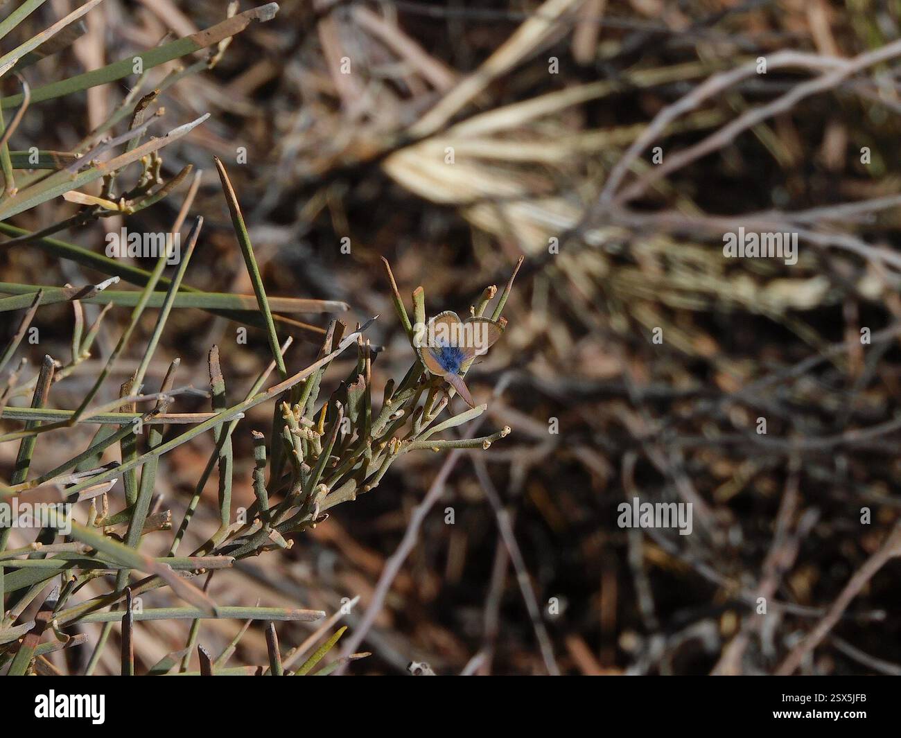 Double-spotted Line Blue (Nacaduba biocellata), Insecta, Alice Springs ...
