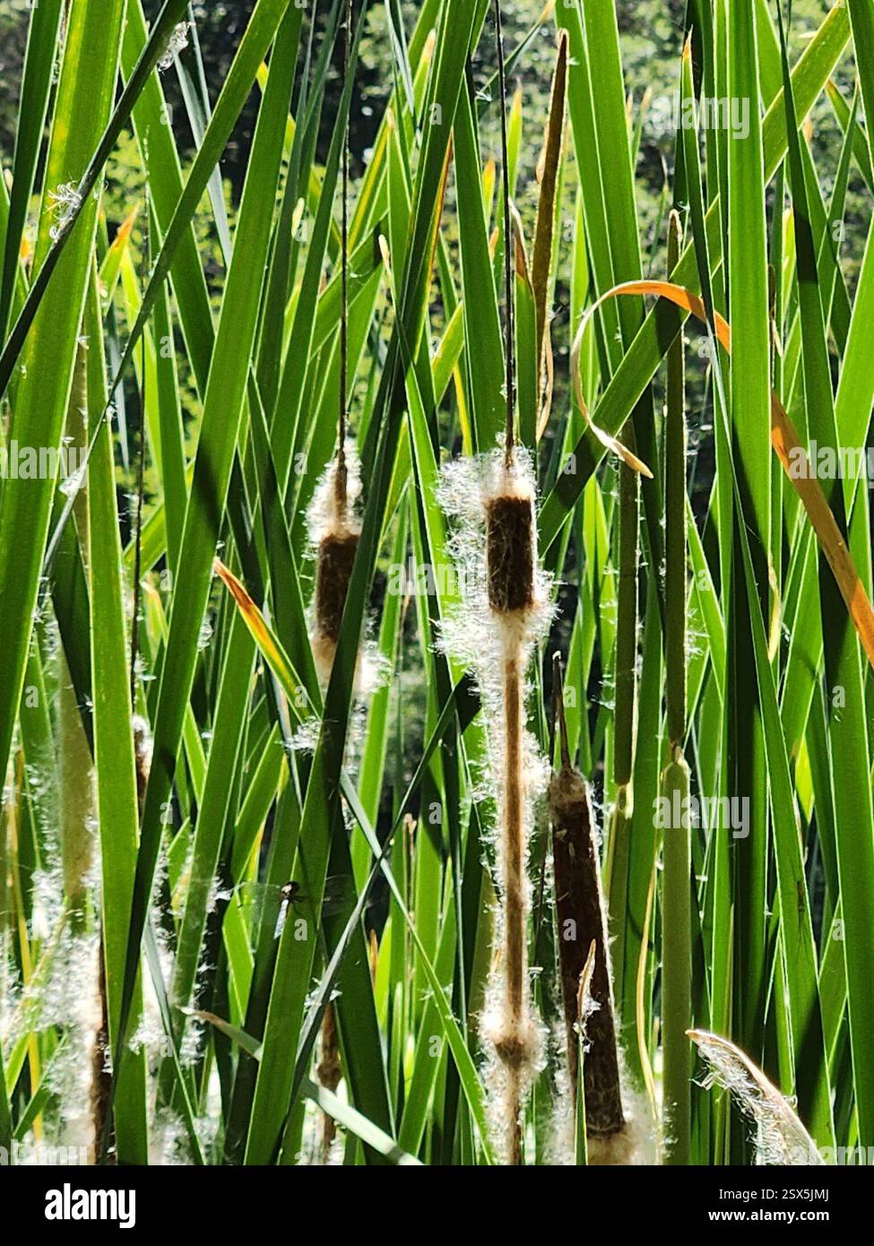southern cattail (Typha domingensis), Plantae, Banning, CA 92220, USA ...