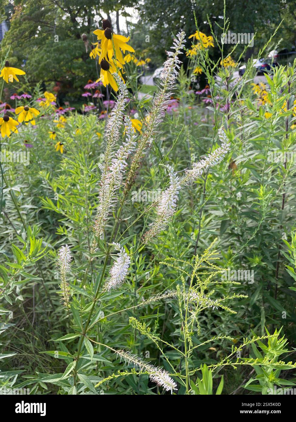 Culver's root (Veronicastrum virginicum), Plantae Stock Photo - Alamy