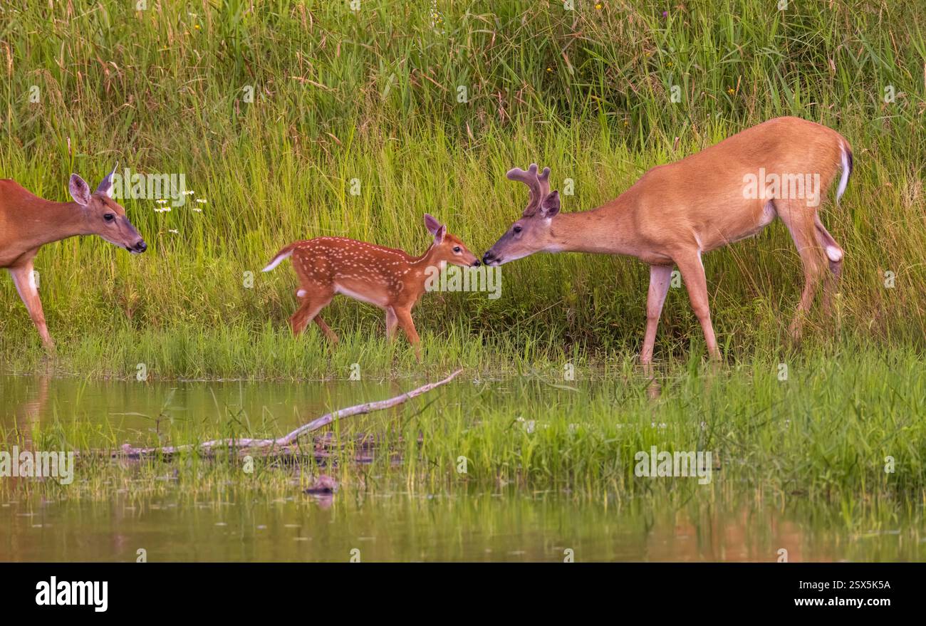 Whitetails on a July evening in northern Wisconsin Stock Photo - Alamy
